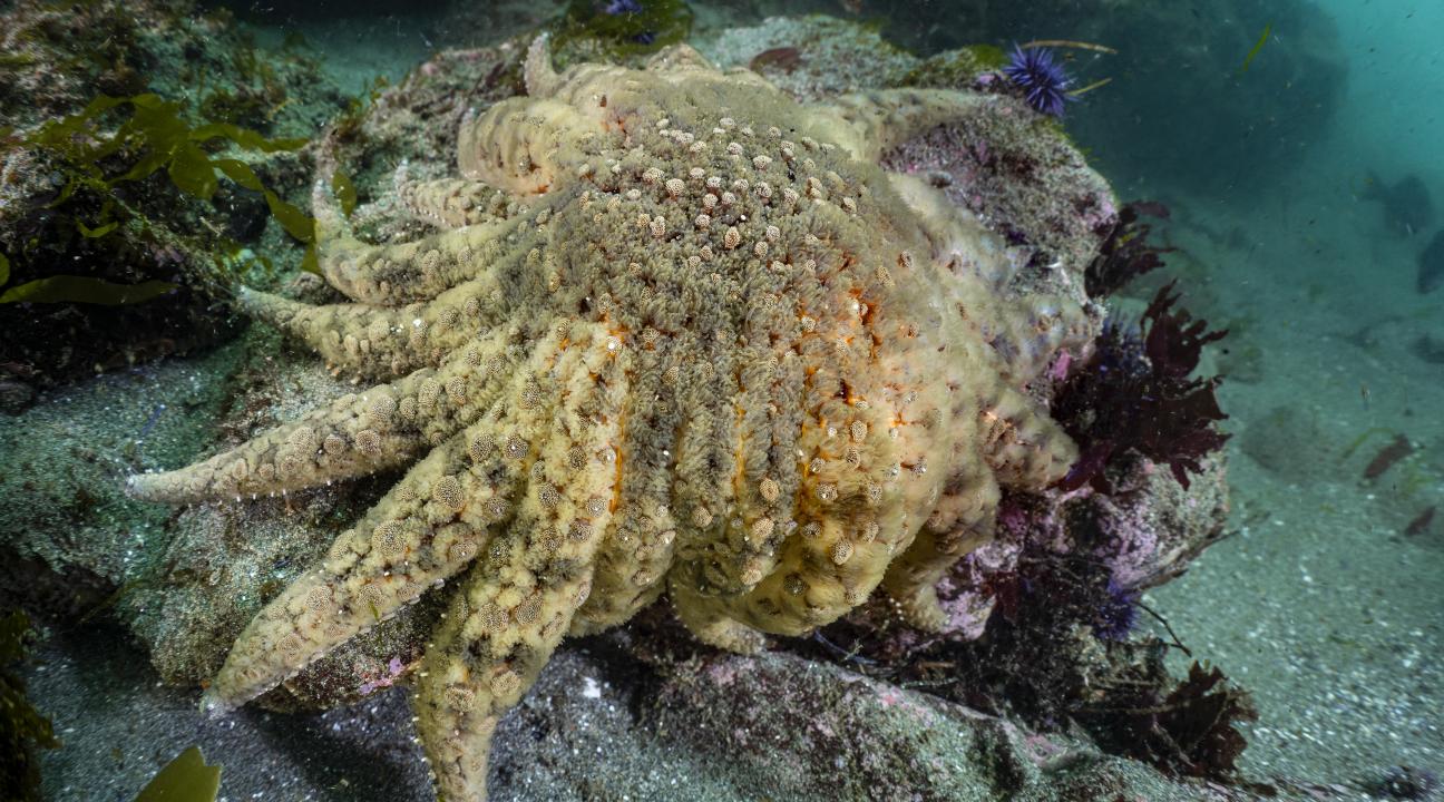 Scientists document rare sunflower sea star population along Sonoma ...