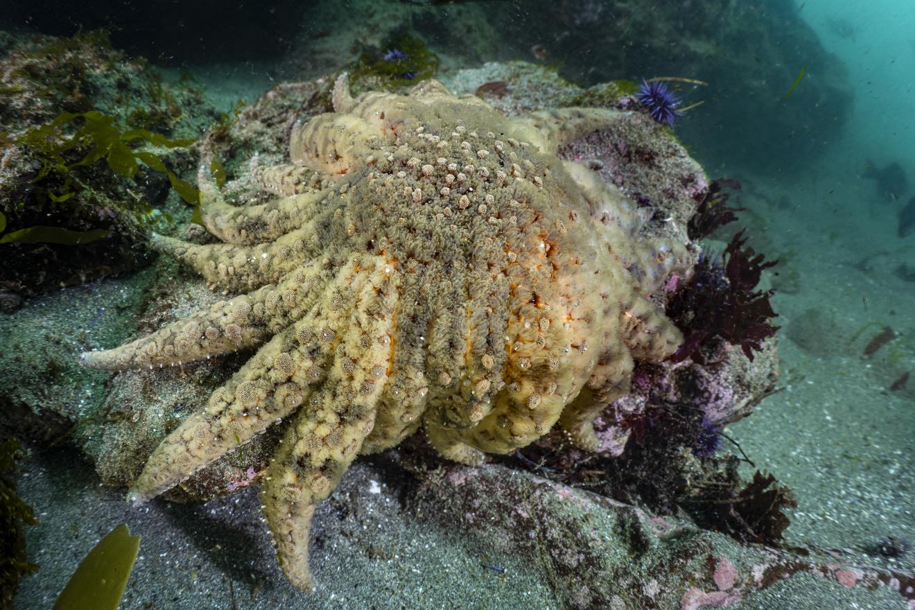 Scientists document rare sunflower sea star population along Sonoma ...